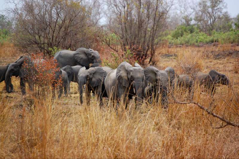 voyage decouverte benin : Peuples, faune et merveilles du Bénin ...