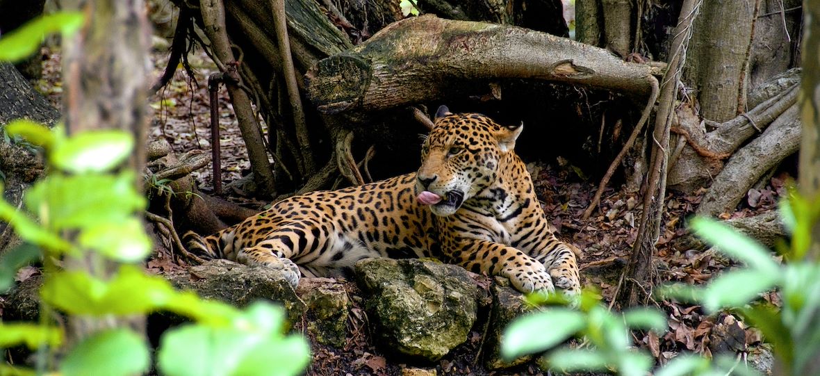 Safari Costa Rica : Sur les traces des animaux de la Jungle ! - Nomade ...