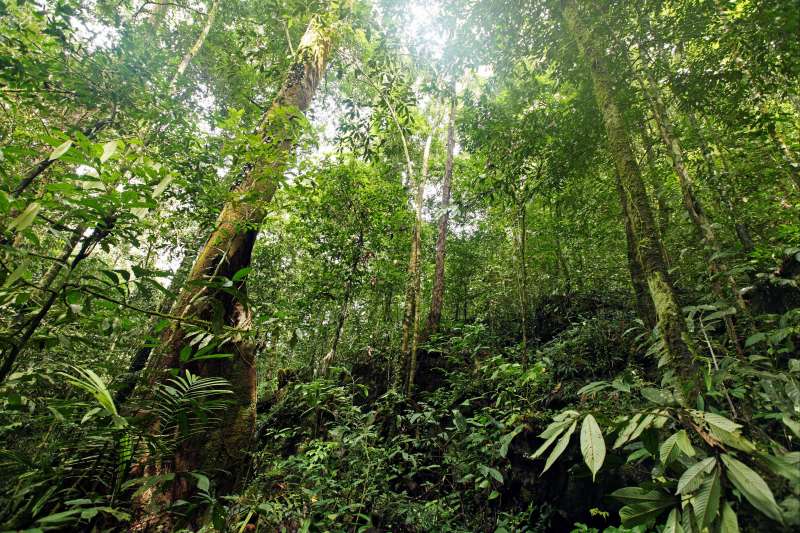 randonnée jungle borneo malaisie : Bornéo : une immersion 100% nature ...